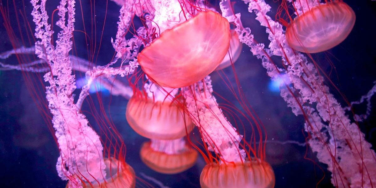 Fachleute entschlüsseln Erbgut der unsterblichen Qualle - Natur ...