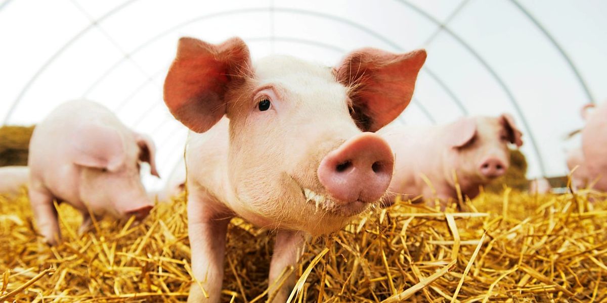 Wiener Universitätsklinik für Schweine erforscht rätselhaftes Virus ...