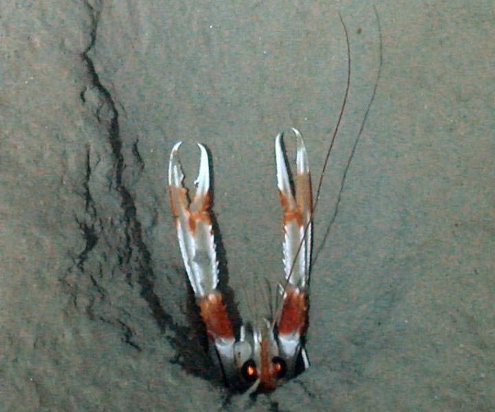 Unterwasserlärm stört wirbellose Meeresbodengräber - Natur ...