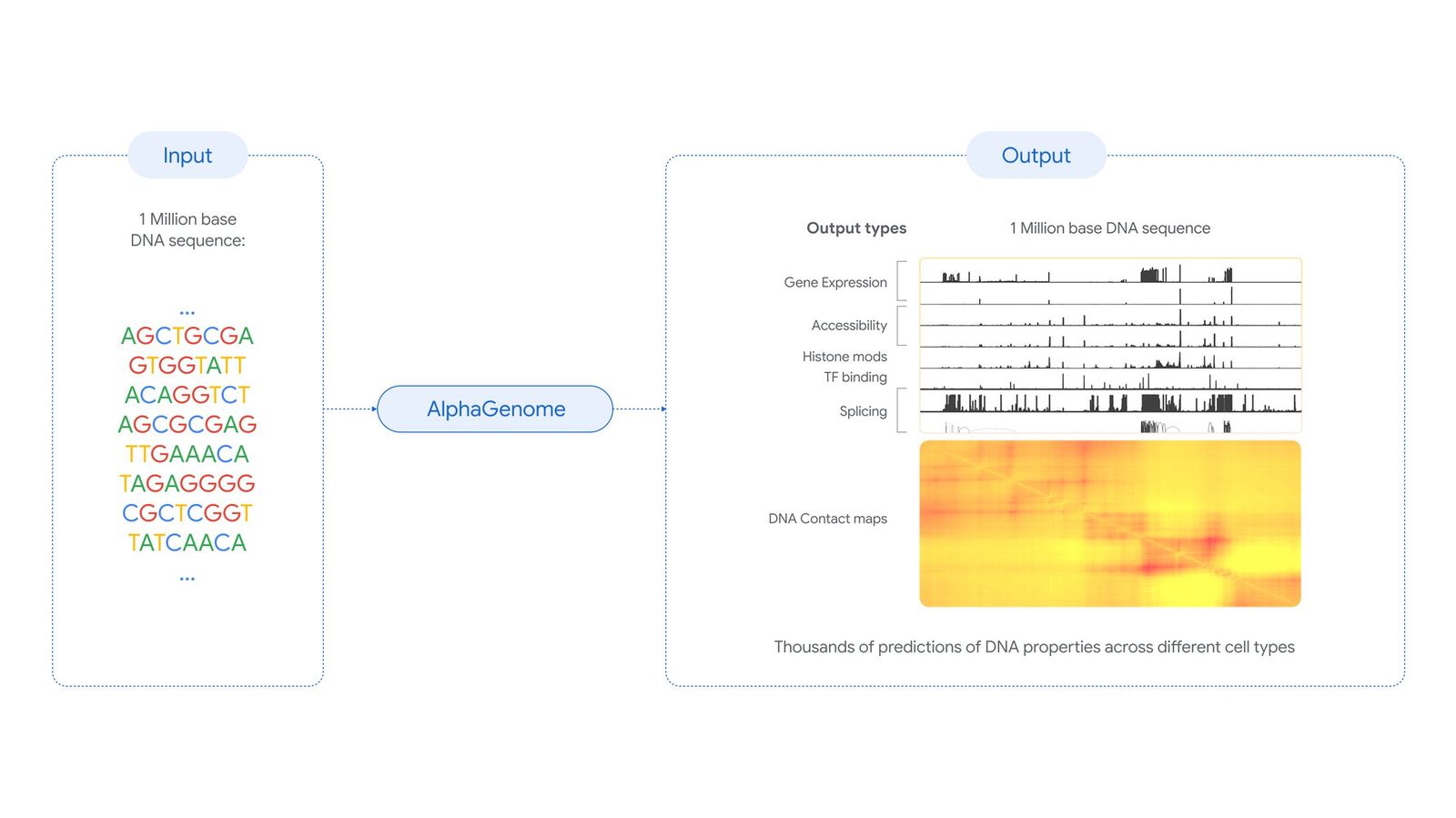 Wie das neue KI-Modell AlphaGenome die DNA-Analysen revolutioniert ...