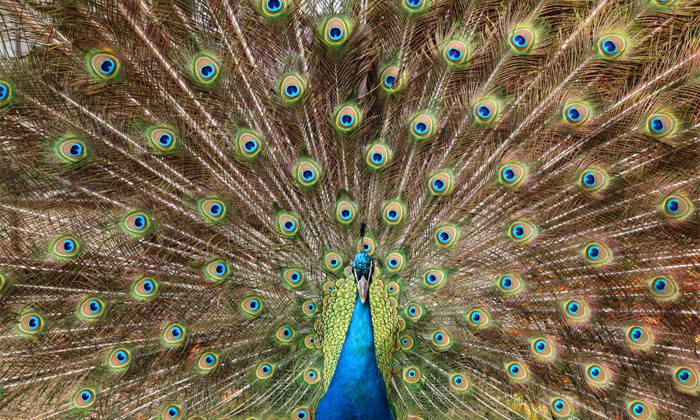 Warum der Anblick eines Pfaus Darwin Übelkeit bereitete - Forschung ...
