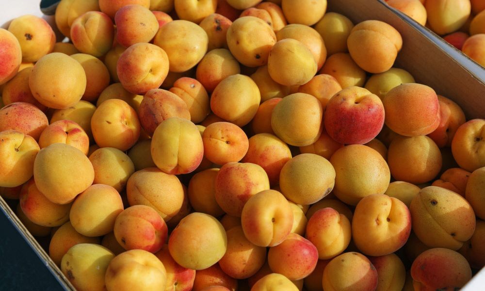 Ihre besten Rezepte mit Marillen? - Genussforum - derStandard.at ...