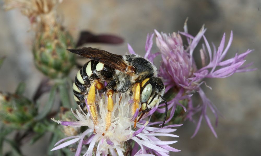 Äußerst seltene Wildbiene in Niederösterreich gesichtet - Natur ...