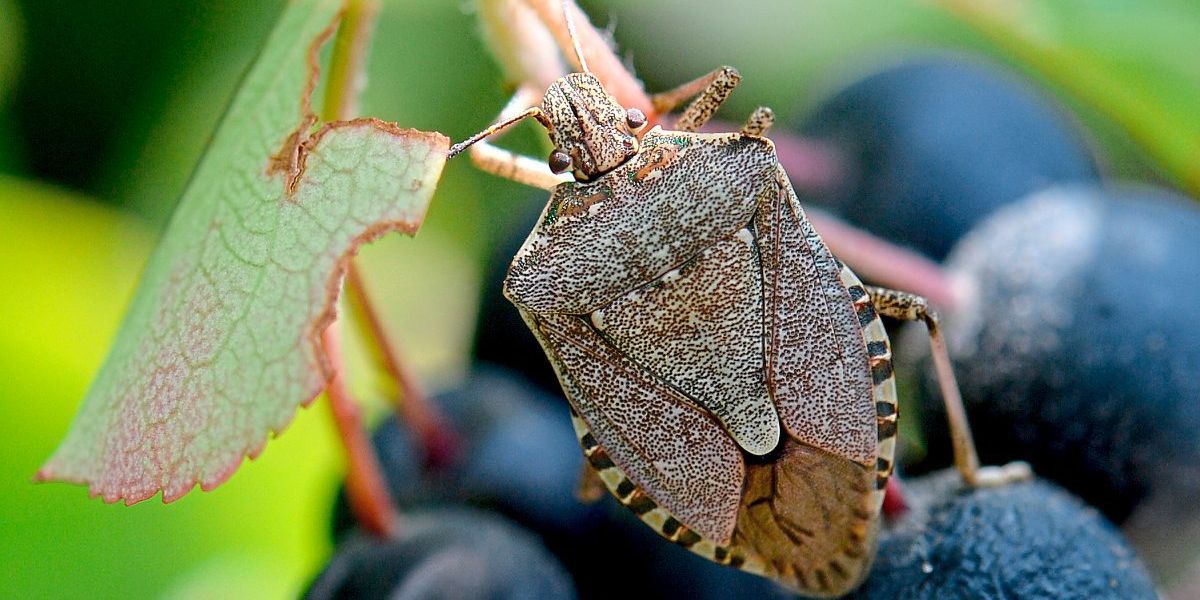 Baumwanzen, Buschmücken & Co: Lästwanzen und andere Ungustln ...