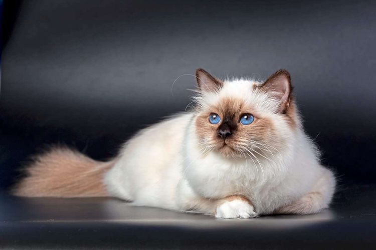 Welche Katzen am längsten leben - Natur - derStandard.de › Wissen und ...