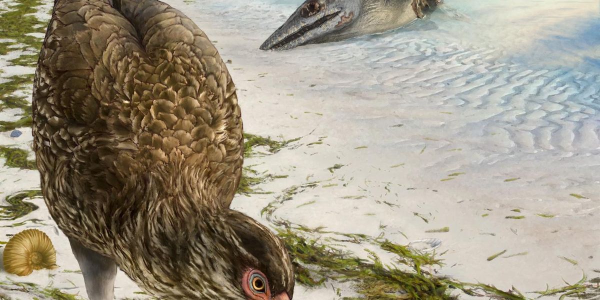 Das "Wunderhuhn" aus der Kreidezeit - Paläontologie - derStandard.at ...