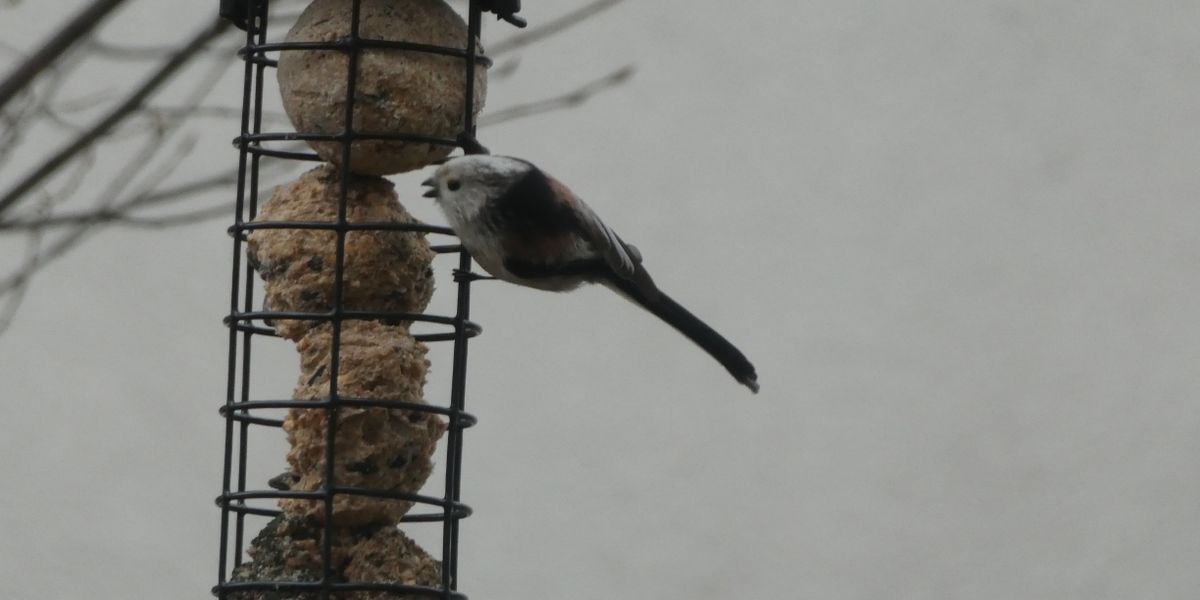 Ist Vogelfutter Fastfood für Wildtiere? - Tierblog: Wilde Nachbarn ...