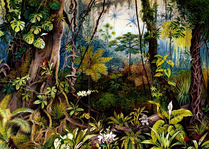 Donna Ong: Der Urwald widerspricht - Kunst - derStandard.at › Kultur