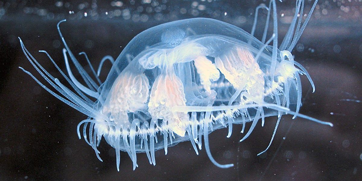 Was hat es mit den Quallen in der Donau auf sich? - Natur - derStandard ...