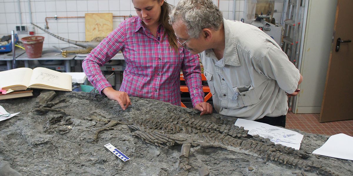In Deutschland gefundenes Skelett stammt von uraltem Plesiosaurier ...