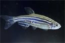 Ein Herz für den kleinen Zebrafisch - Forschung Spezial - derStandard ...