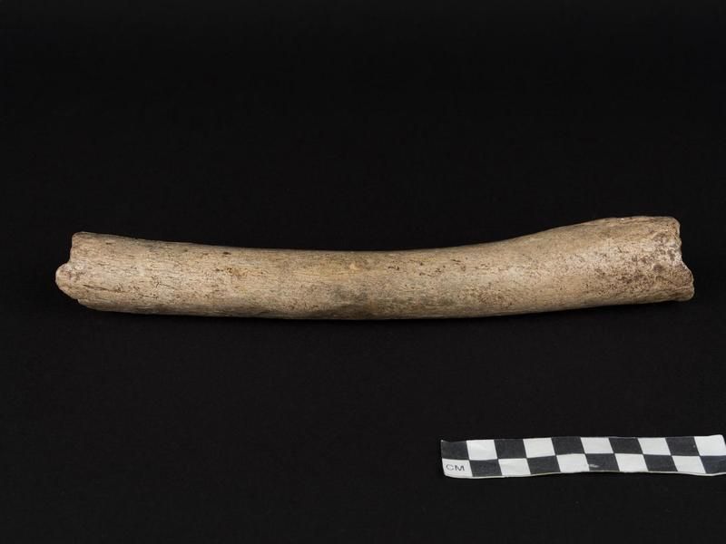 Paarten sich Neandertaler und Homo sapiens früher als gedacht? - Mensch ...