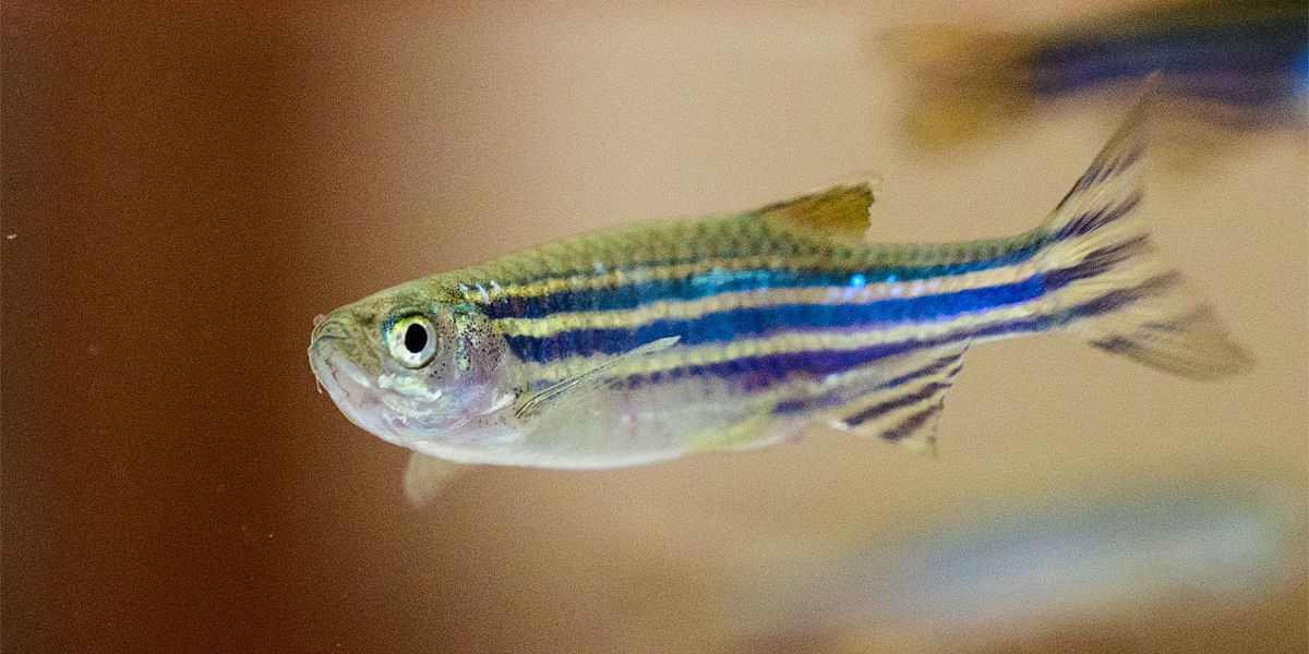 Erstaunliche Herz-Reparatur beim Zebrafisch - Natur - derStandard.at ...