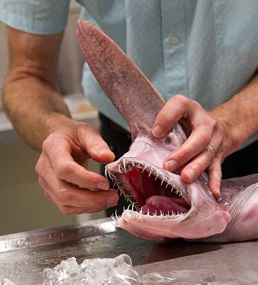 Museum präsentiert äußerst seltenen Koboldhai - Natur - derStandard.at ...