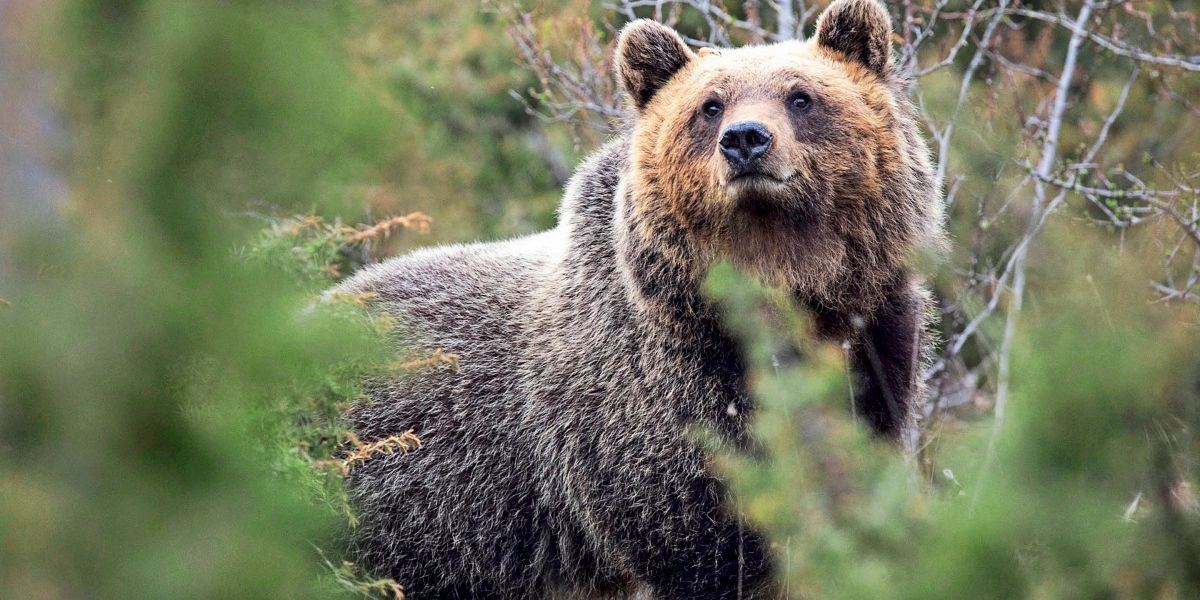 Ein Bär dürfte im Tiroler Bezirk Landeck umgehen - Österreich ...
