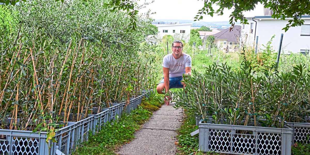 Olivenboom im Burgenland - Österreich - derStandard.de › Österreich
