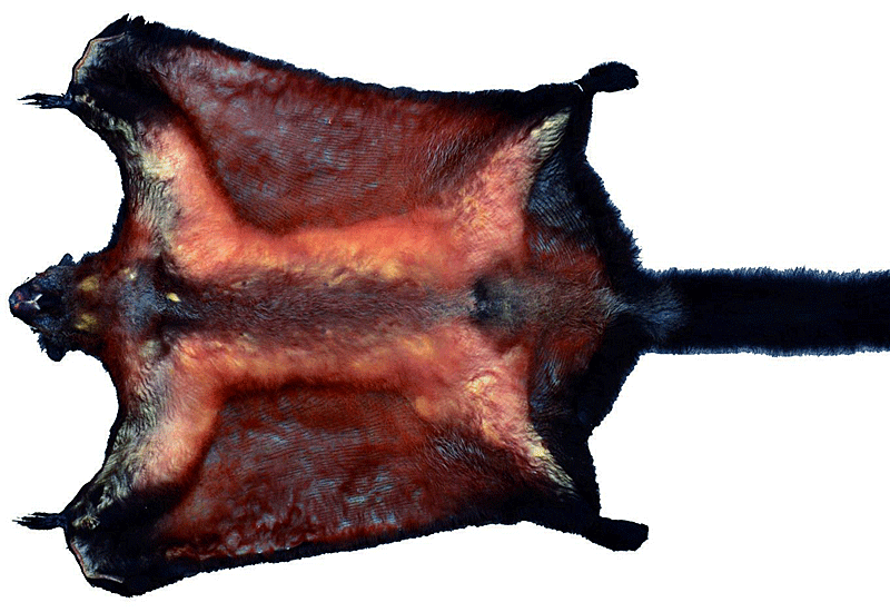 Binnen zwei Jahren: 360 neu beschriebene Spezies am Mekong - Natur ...