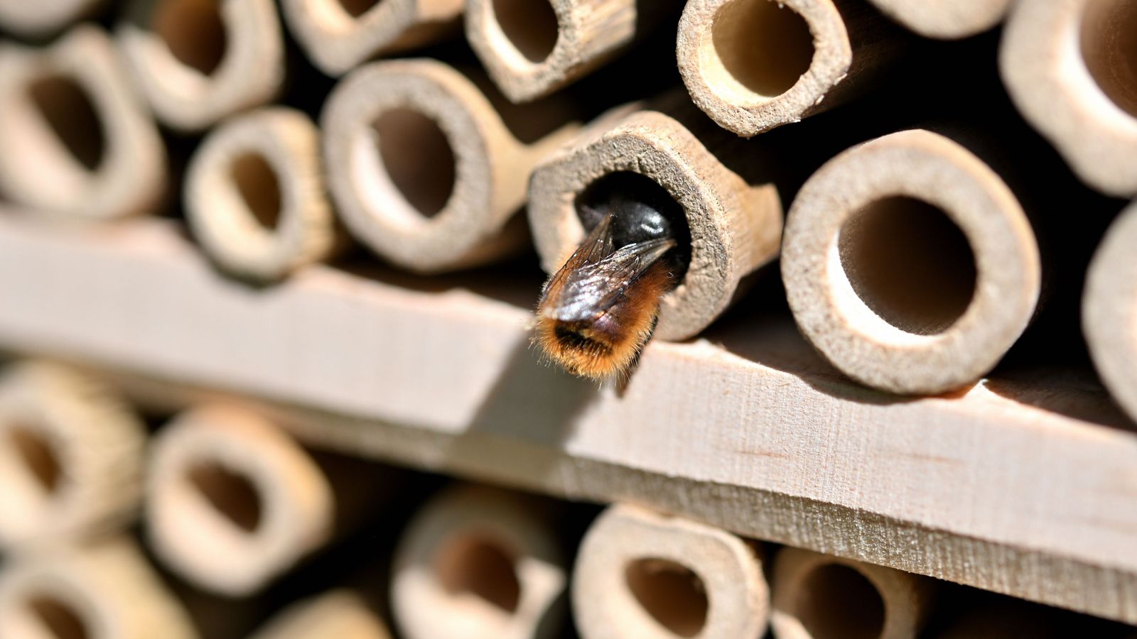 Die Mauerbienen checken ein - Fotoblog: Tierisches - derStandard.at ...