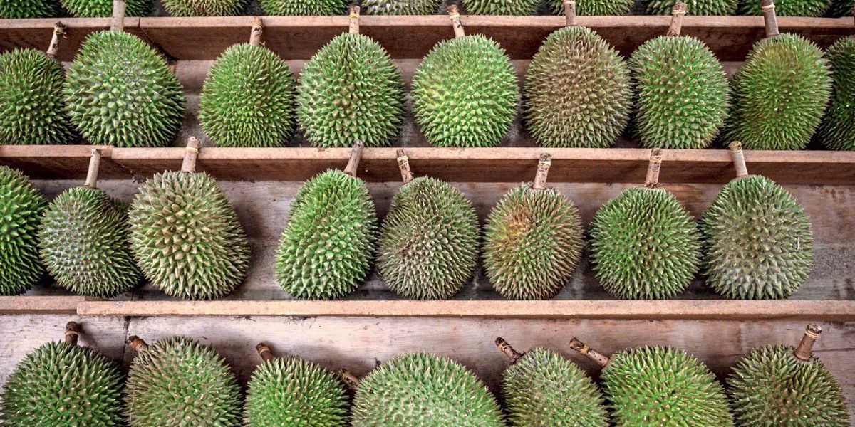 Stinkfrucht, heiß begehrt - Essen & Trinken - derStandard.at › Lifestyle