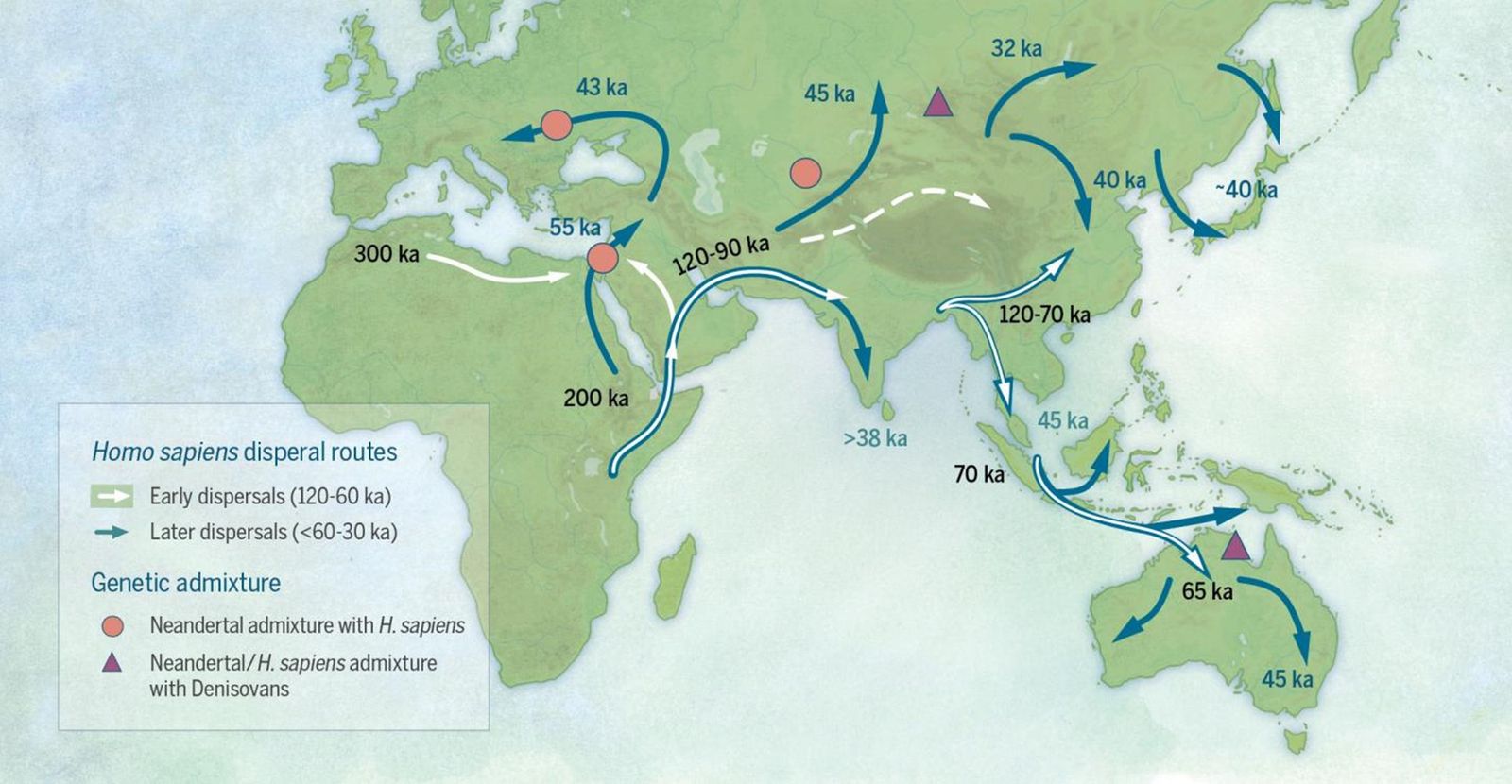 Homo Sapiens Eine überraschende Route Out Of Africa Paläontologie