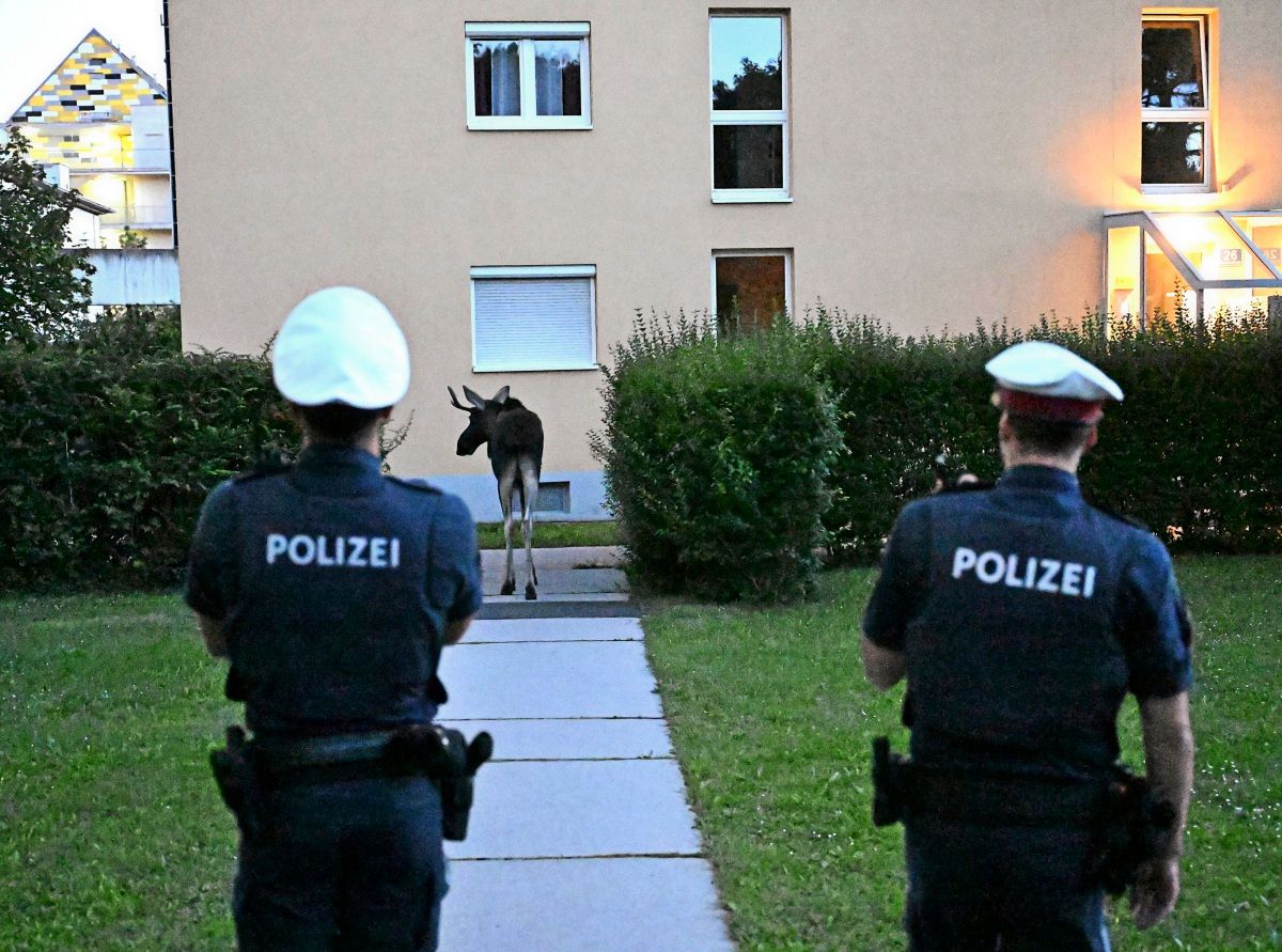 Elch "Emil" legte Westbahnstrecke lahm - Panorama - derStandard.at ...