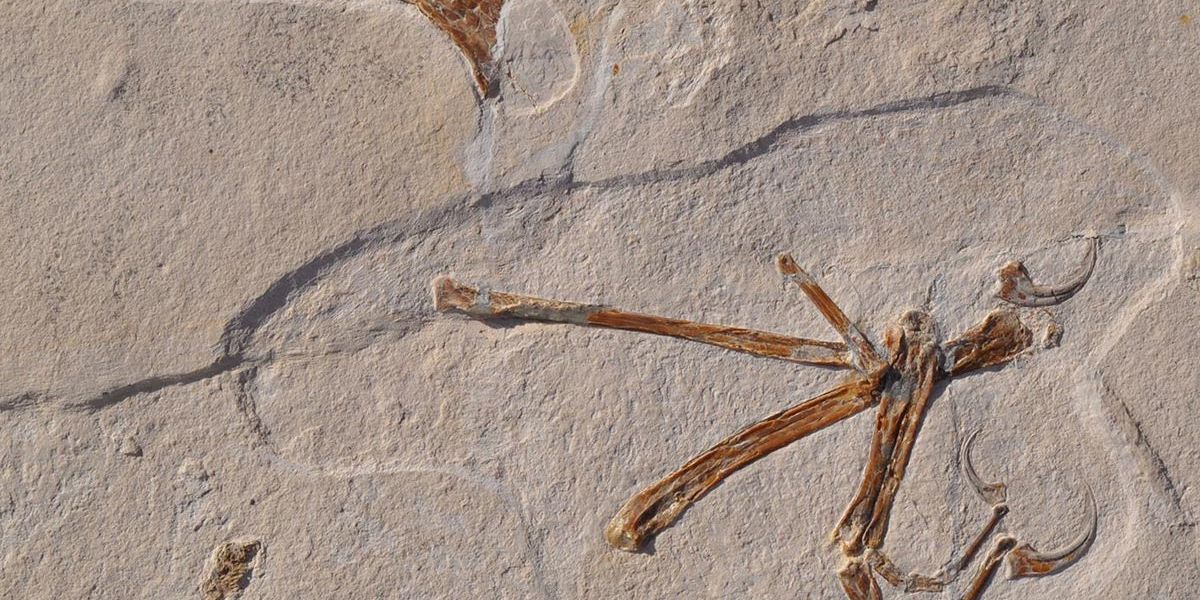 Archaeopteryx hatte einen Cousin, der besser flog - Paläontologie ...