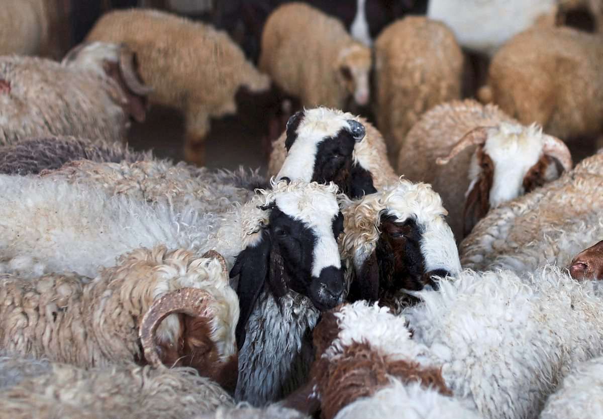 In Norddeutschland geborenes "Mischwesen" ist doch keine Schiege ...