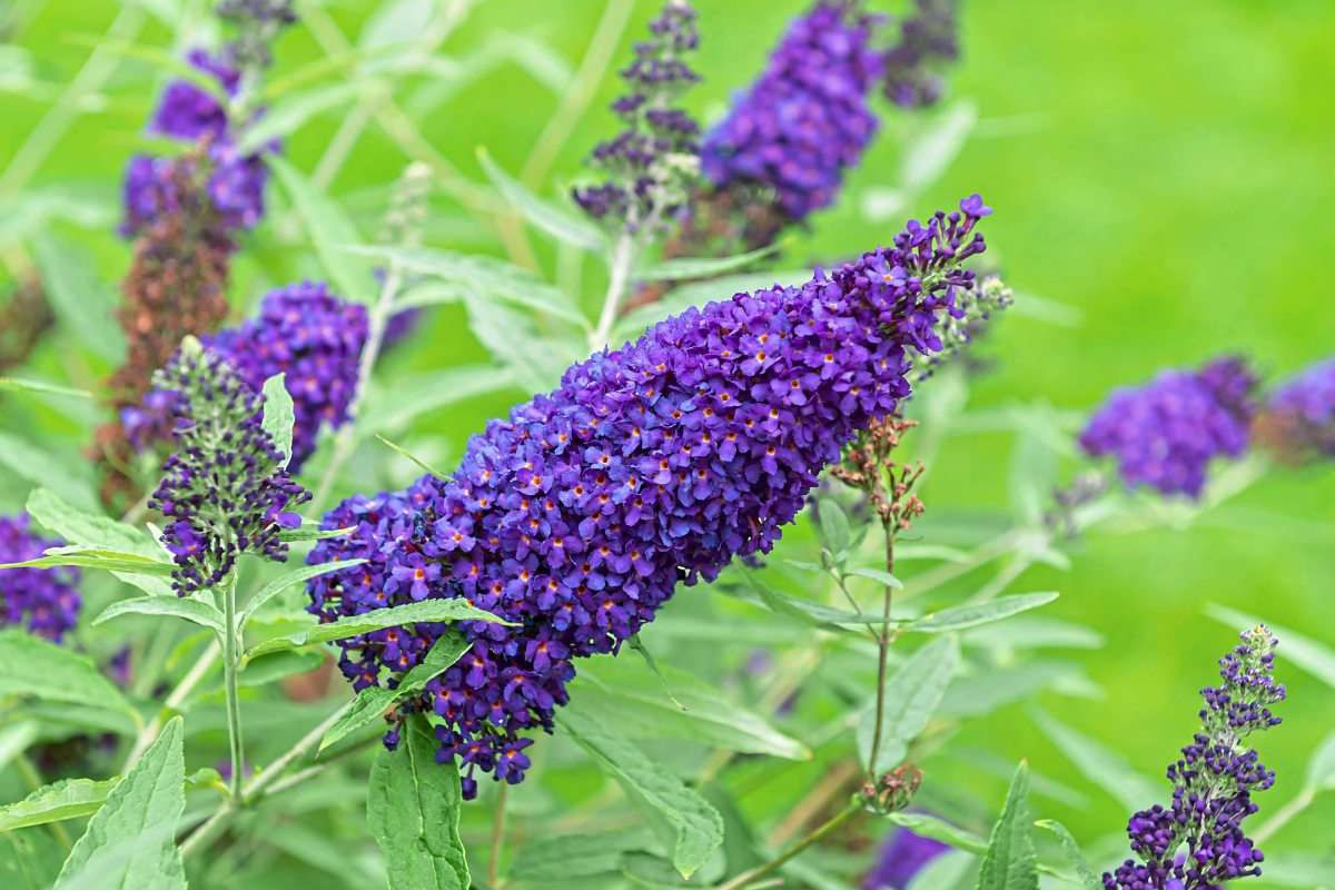 Welche Gefahren invasive Arten im eigenen Garten bringen - Forschung ...