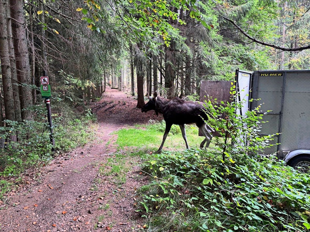 Elch Emil spaziert mit GPS-Sender am Geweih durch den Böhmerwald ...