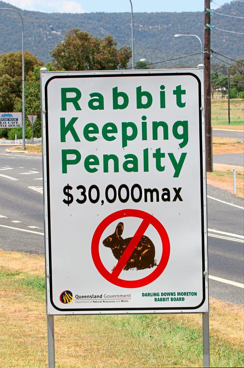 Wie den Kaninchen die Invasion in Australien gelang – mit katastrophalen Folgen - Natur ...