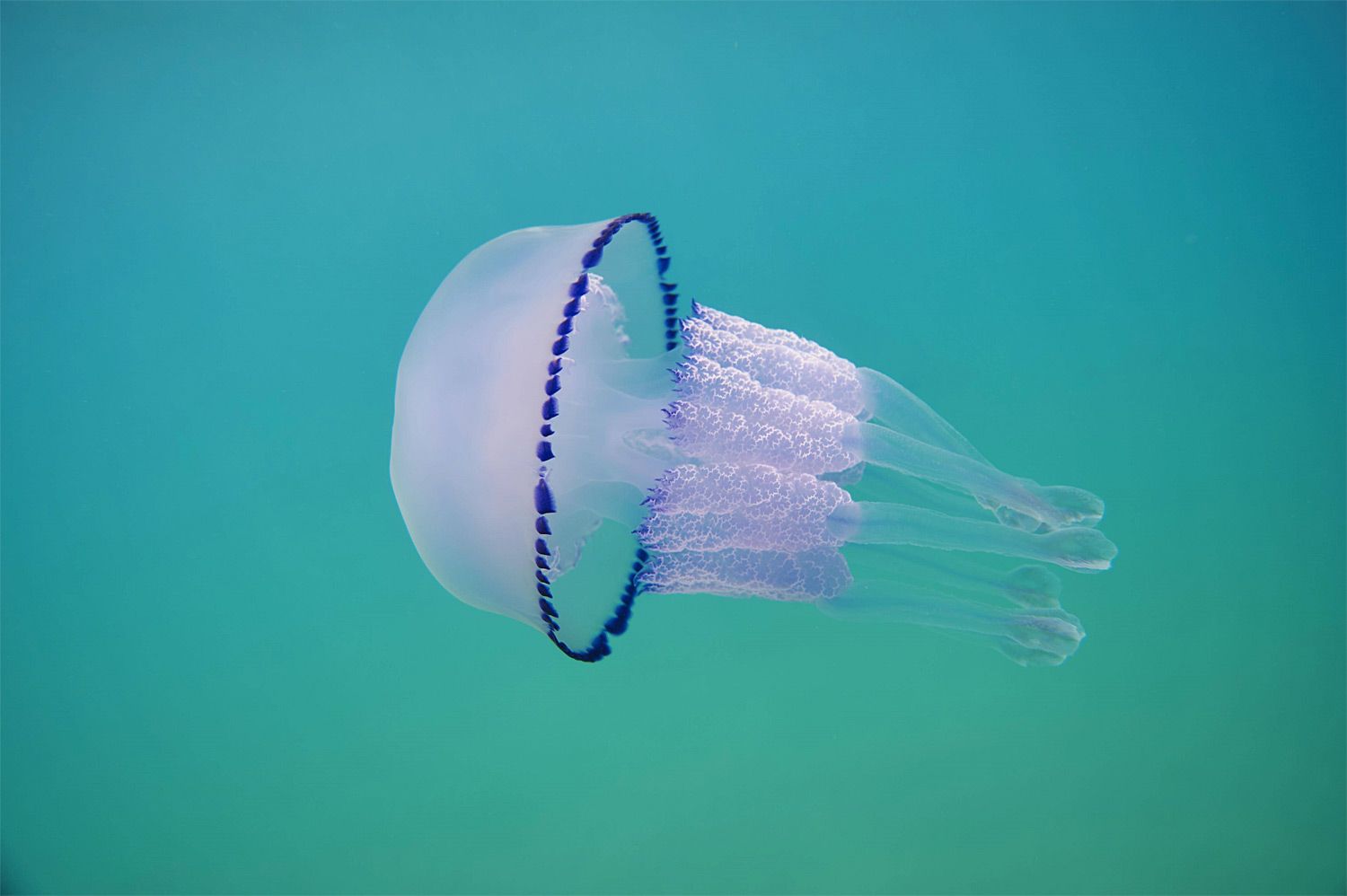 Vor welchen Quallen Sie sich in Acht nehmen sollten - Natur ...