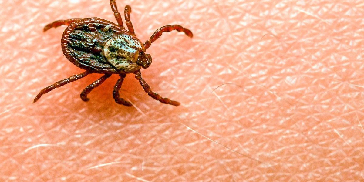 FSME-Risikogebiete ändern sich laufend und unvorhersehbar - Gesundheit ...