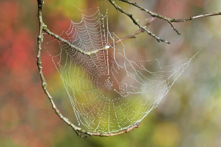 Spannende Spinnereien - Fotoblog: Tierisches - derStandard.at › Panorama
