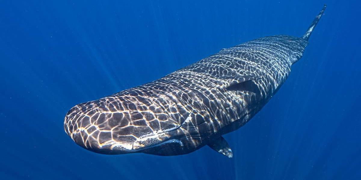 Pottwale nutzen ein komplexes sprachliches Alphabet - Natur ...