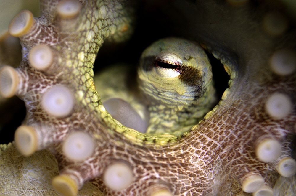 Wie Oktopoden mit ihren Armen "tastschmecken" können - Natur ...