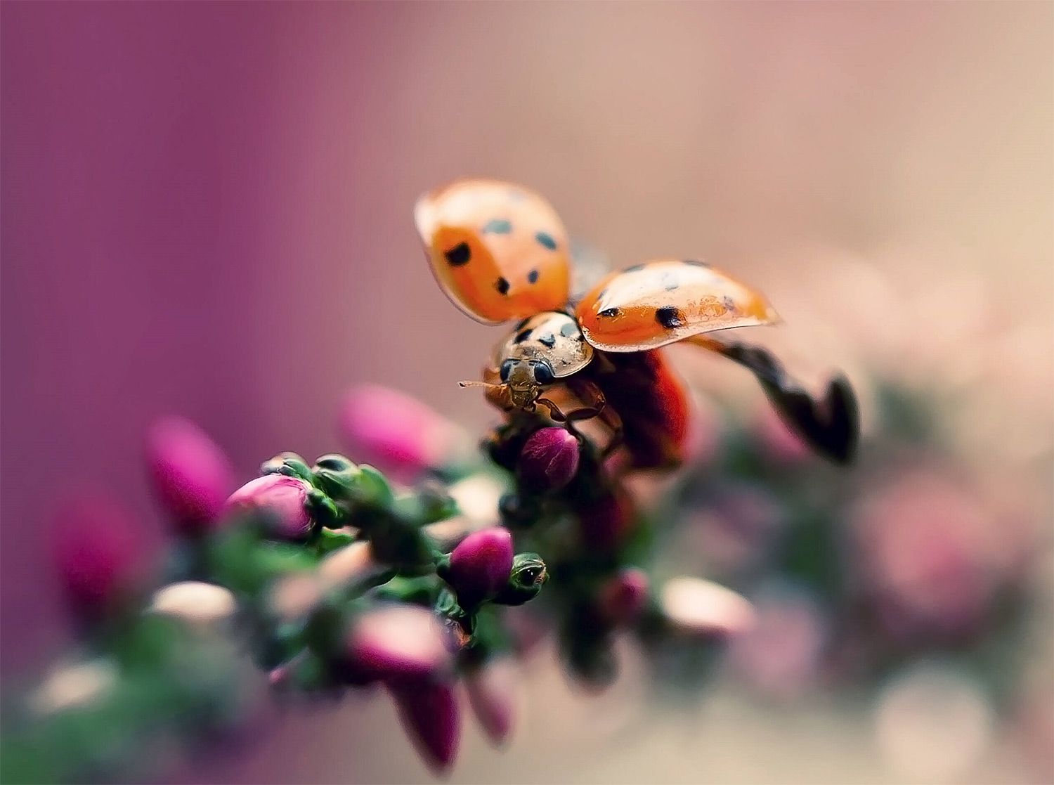 Asiatische Konkurrenz für heimische Marienkäfer - Natur - derStandard ...
